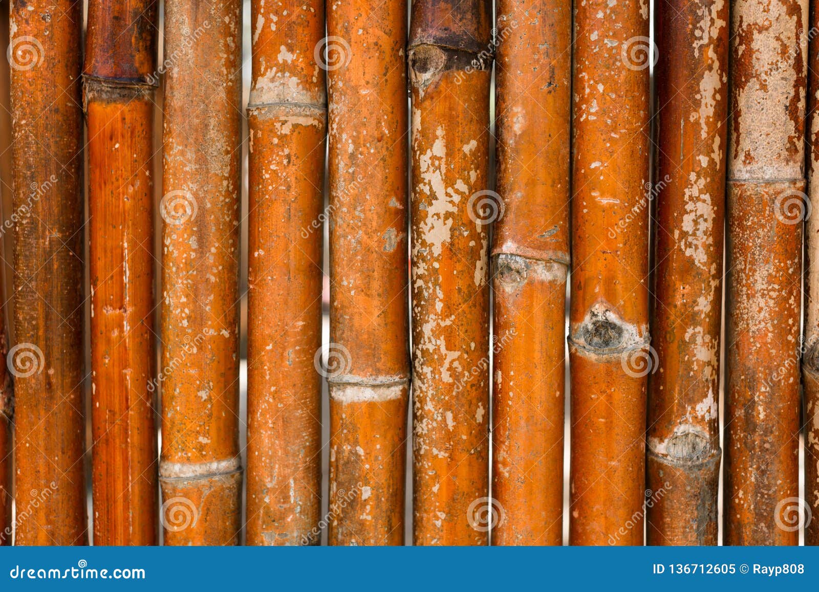 Bamboo Wall Background in Asia. Bamboo Texture. Closeup of Bamboo Trees ...
