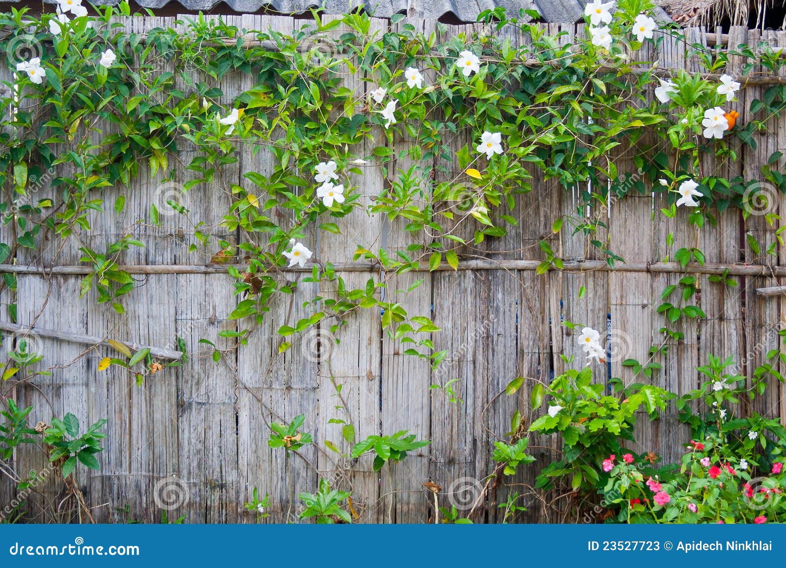 The Bamboo Wall with the Climber Flowering Plant Stock Image - Image of ...