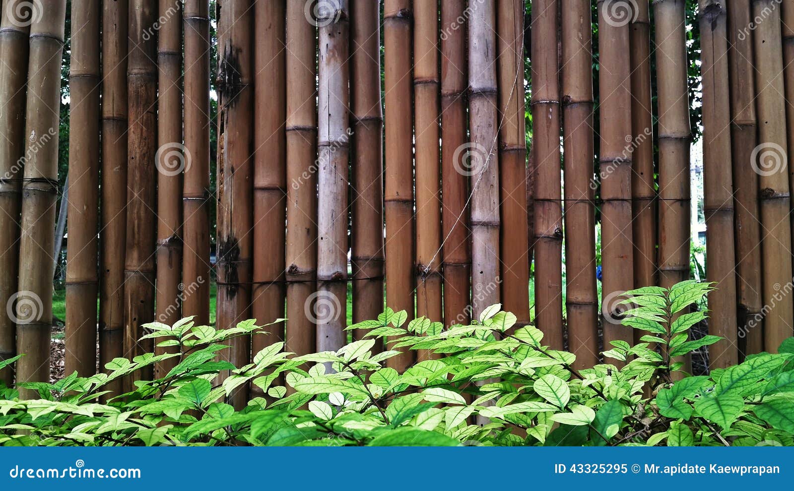 Bamboo wall stock image. Image of nature, fence, decorate - 43325295