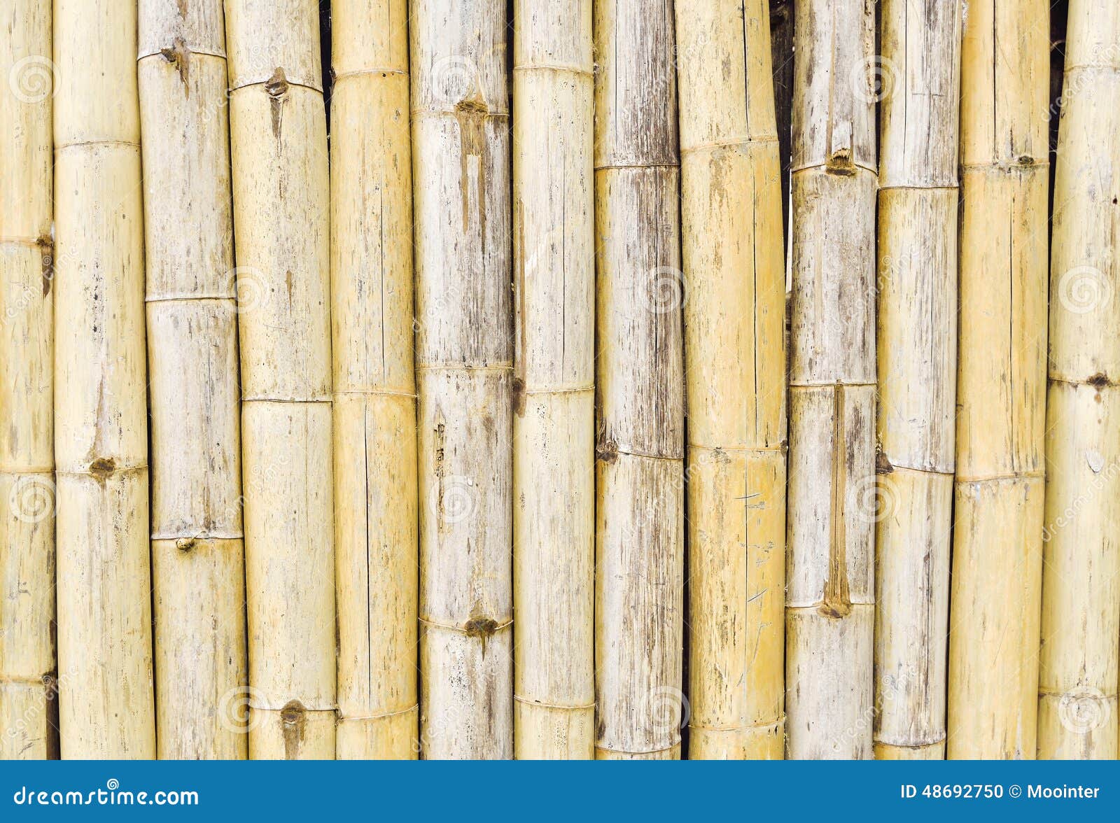 Bamboo wall stock photo. Image of bamboo, natural, garden - 48692750