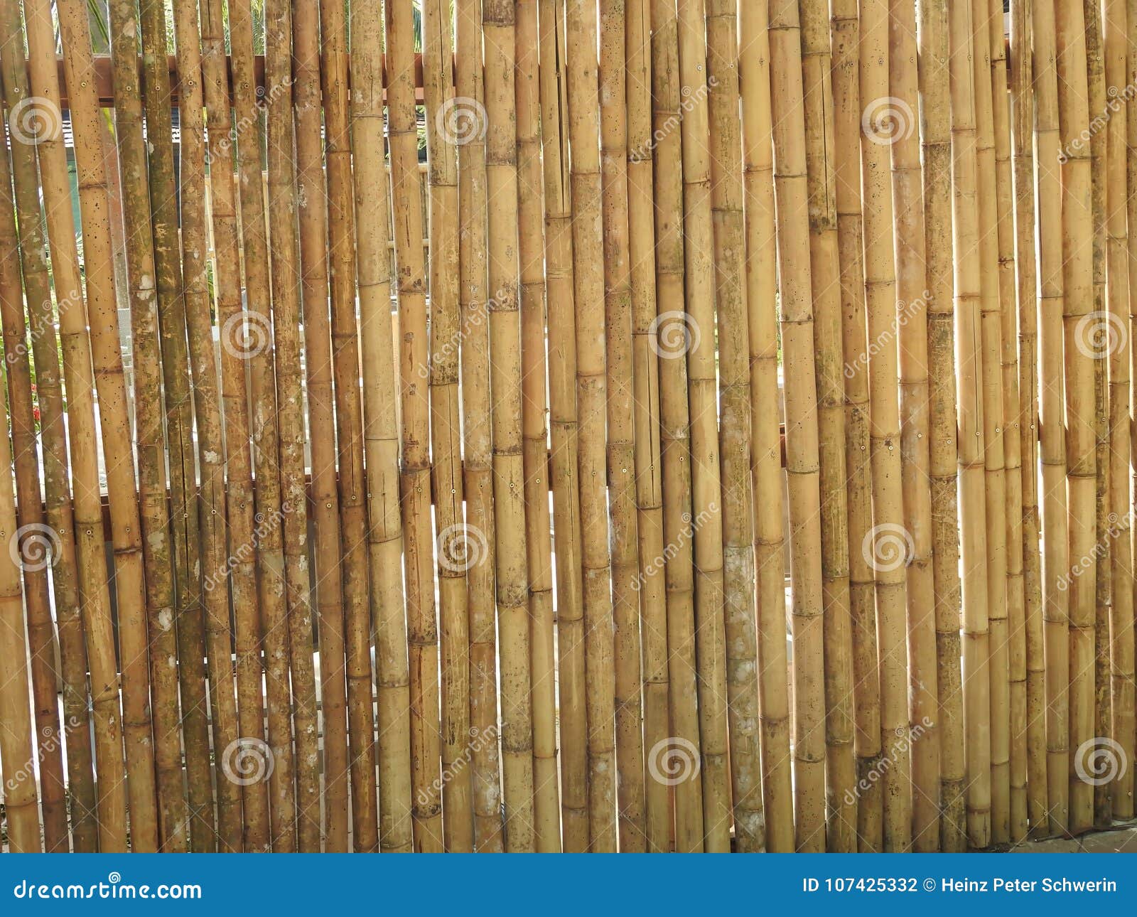 Bamboo Wall for Privacy and Background Stock Photo - Image of stone ...