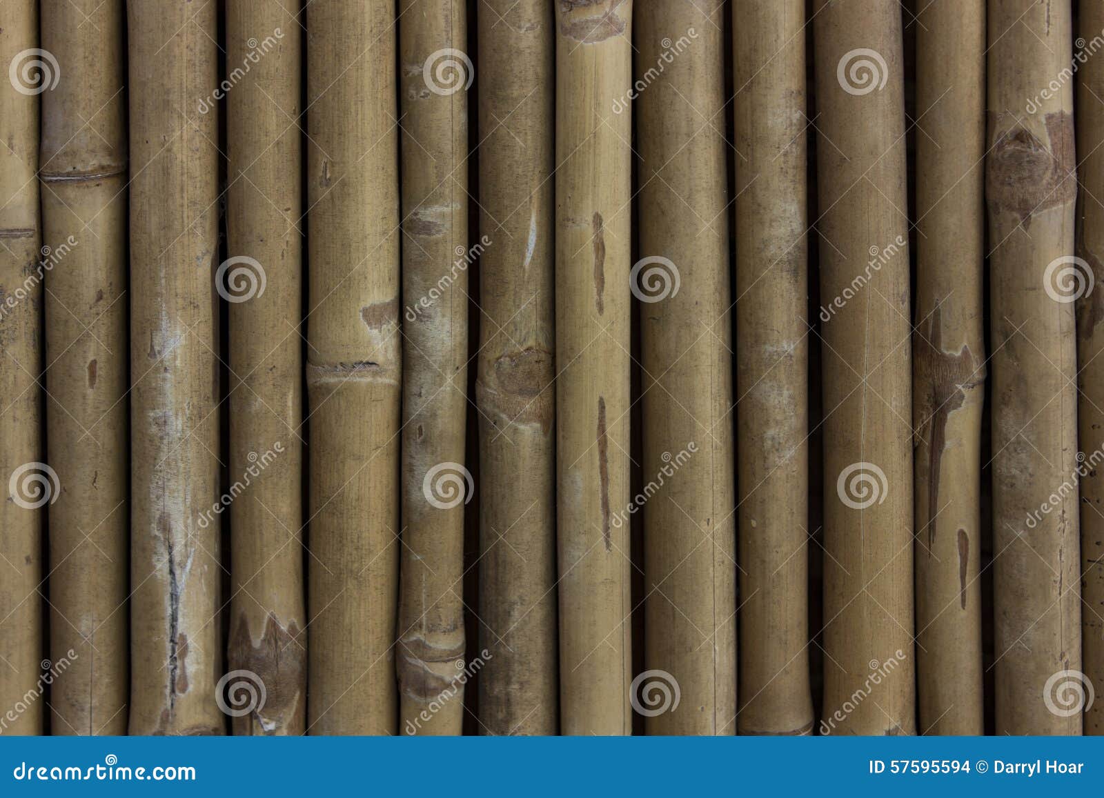 Bamboo Wall Texture stock photo. Image of fence, verticle - 57595594