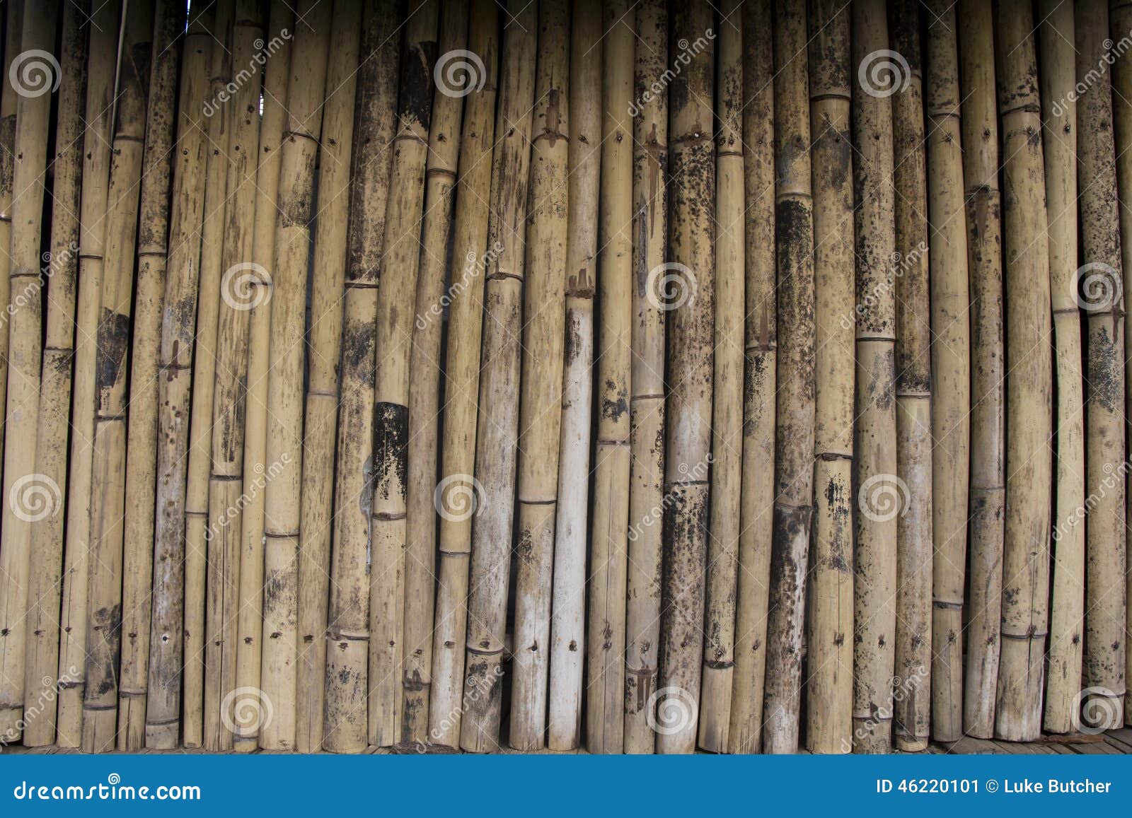 Bamboo Wall Texture stock image. Image of tree, single - 46220101
