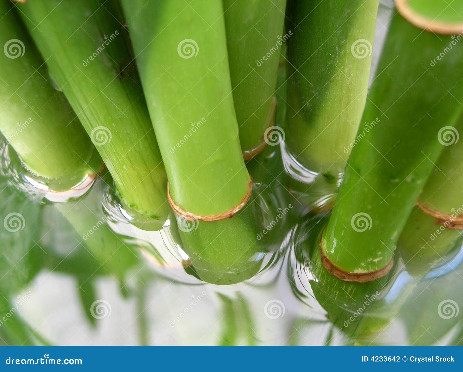Bamboo in Water stock photo. Image of nature, green, lucky - 4233642