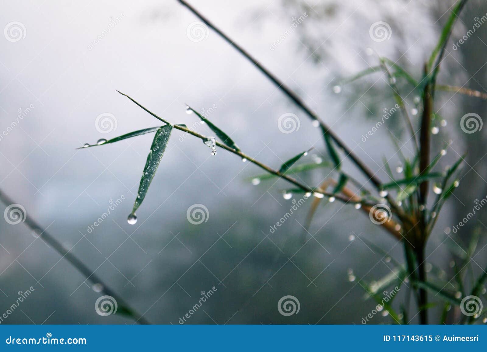 Bamboo and Water Drops among Mist Stock Image - Image of background ...
