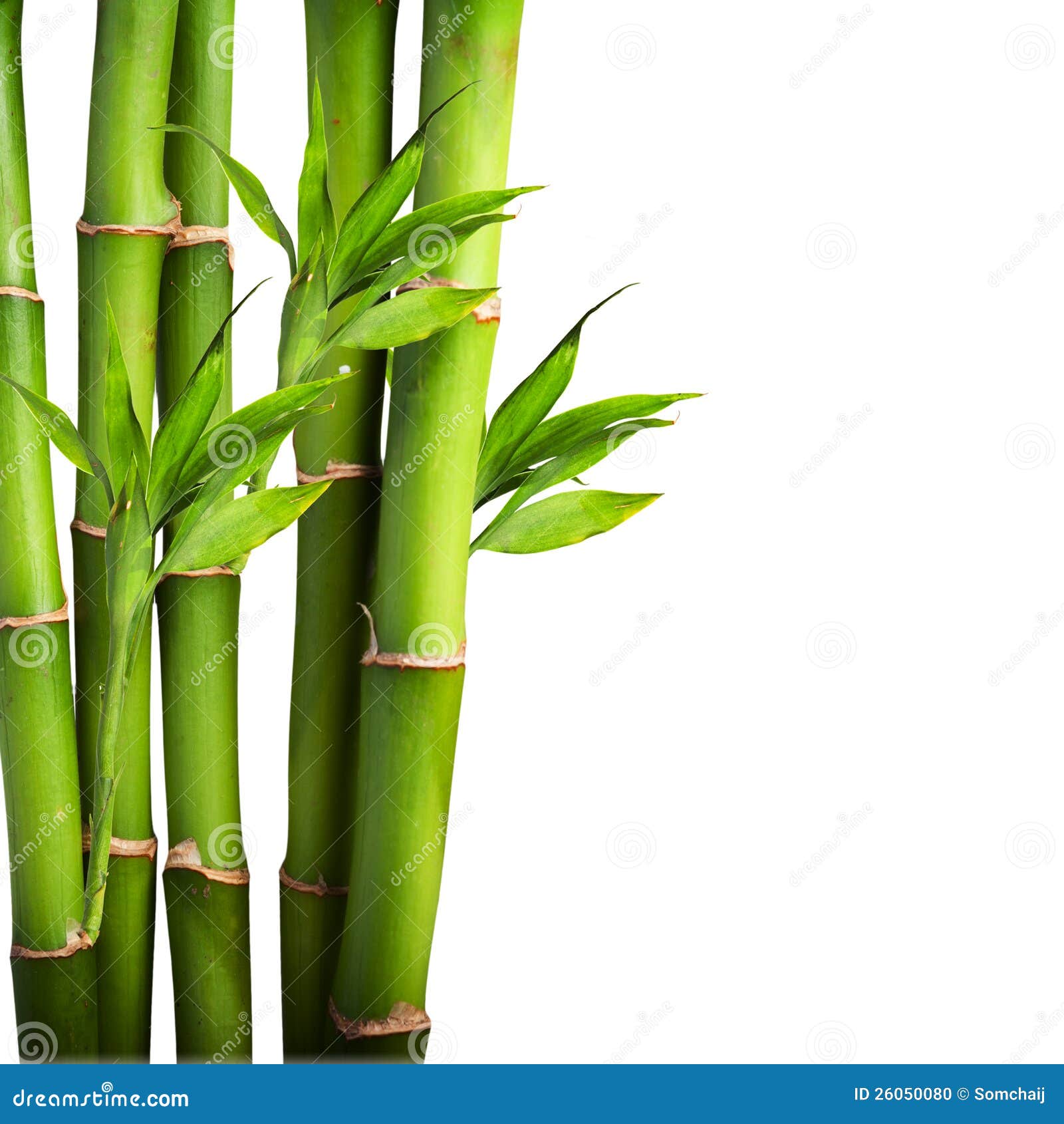 Bamboo on white background stock photo. Image of japanese - 26050080