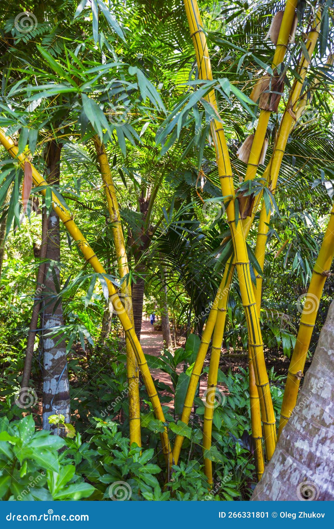 Bamboo in the wild jungles stock image. Image of diagonal - 266331801