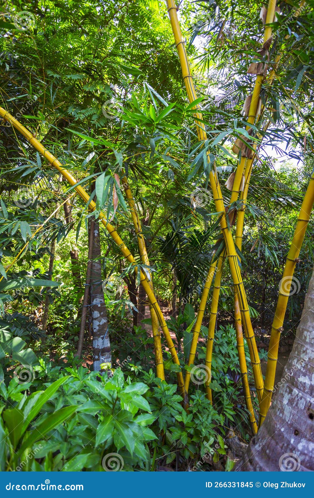 Bamboo in the wild jungles stock image. Image of lines - 266331845