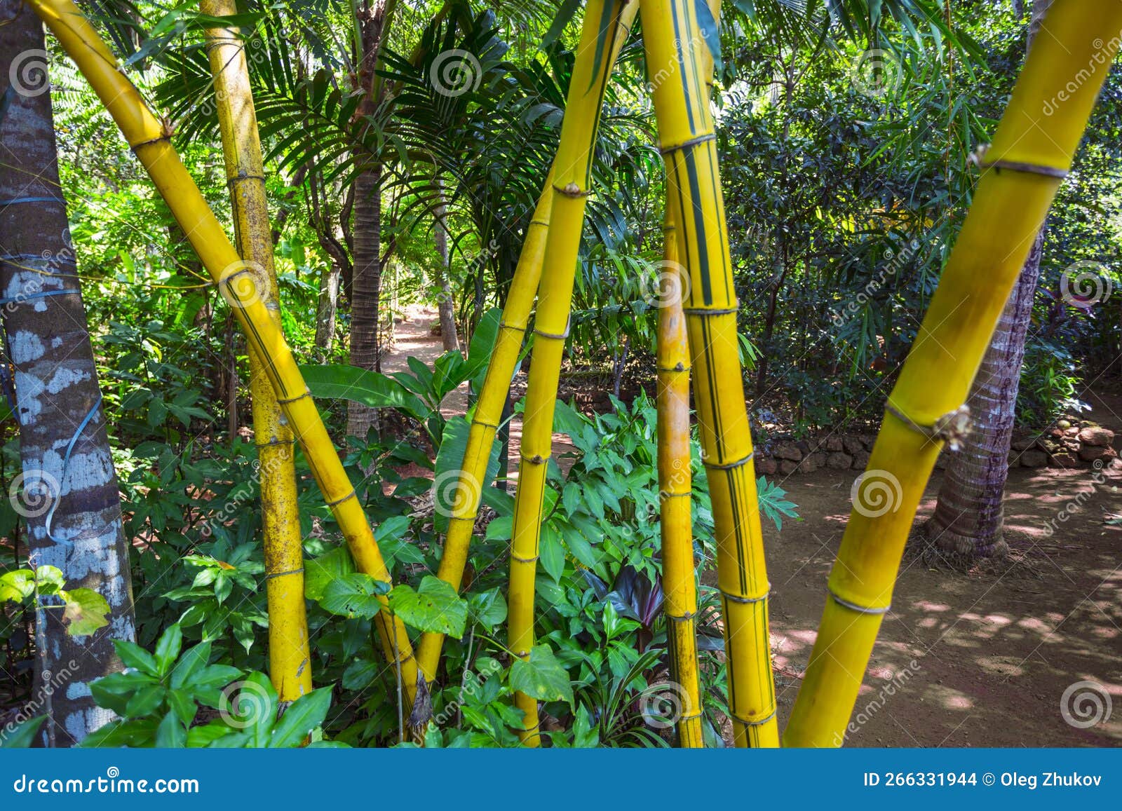 Bamboo in the wild jungles stock photo. Image of asian - 266331944