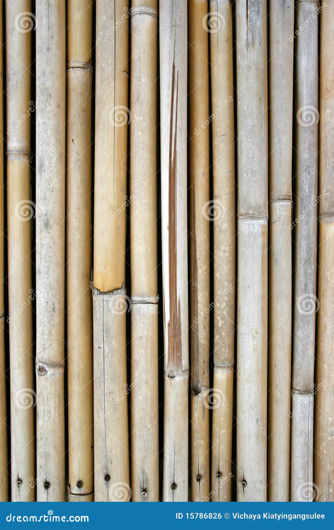 Bamboo wood wall stock photo. Image of lumber, pine, close - 15786826