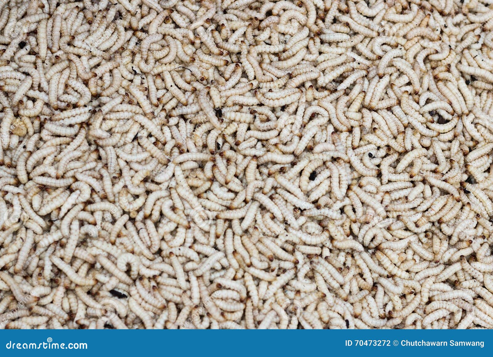 Bamboo worm stock photo. Image of delicious, insect, horrid - 70473272