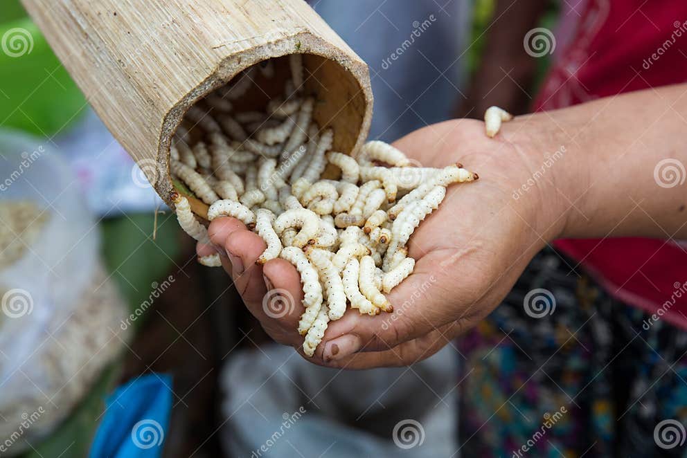 Bamboo worm stock photo. Image of worm, thailand, bugs - 61441034