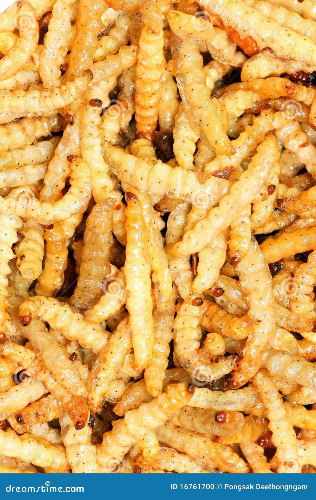 Bamboo worms stock photo. Image of grub, crickets, scary - 16761700