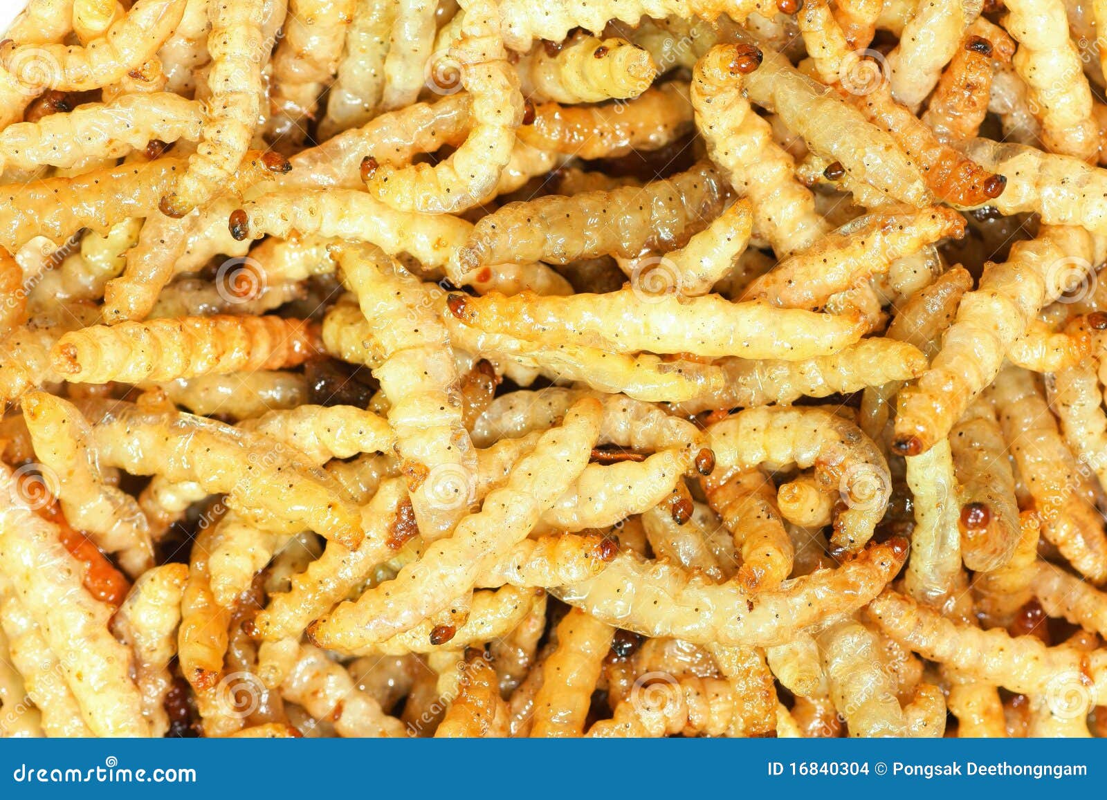 Bamboo worms stock photo. Image of crawly, fishing, grub - 16840304