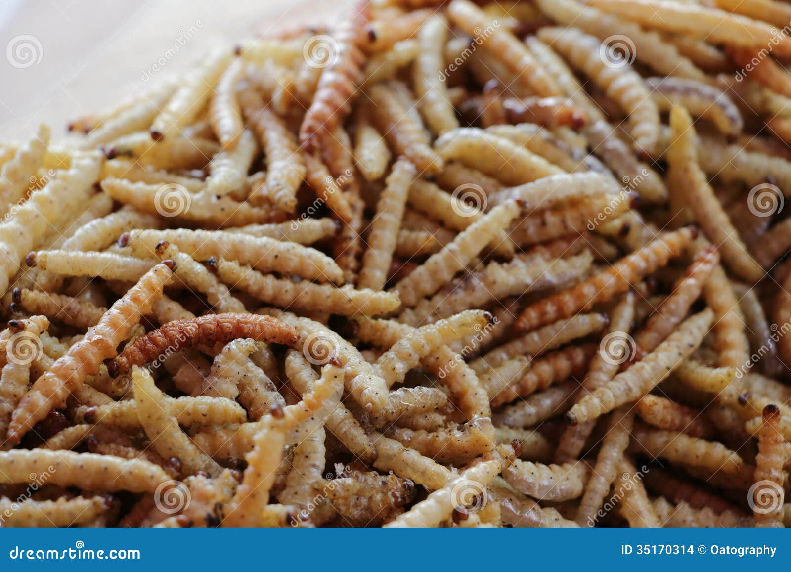 Bamboo worms stock photo. Image of golden, crickets, biology - 35170314