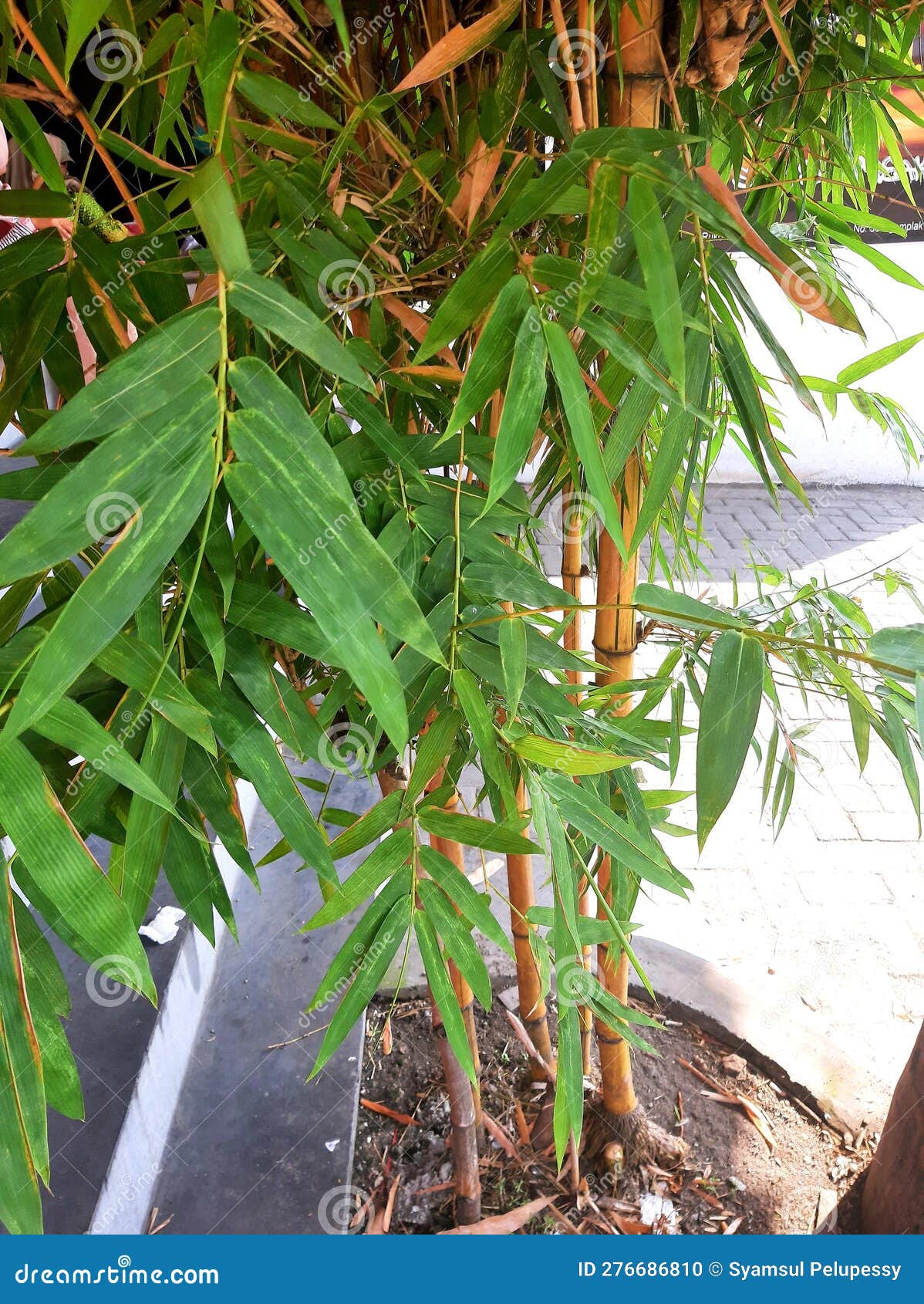 Bamboo with a Yellow Color, a Type of Ornamental Plant Stock Photo ...