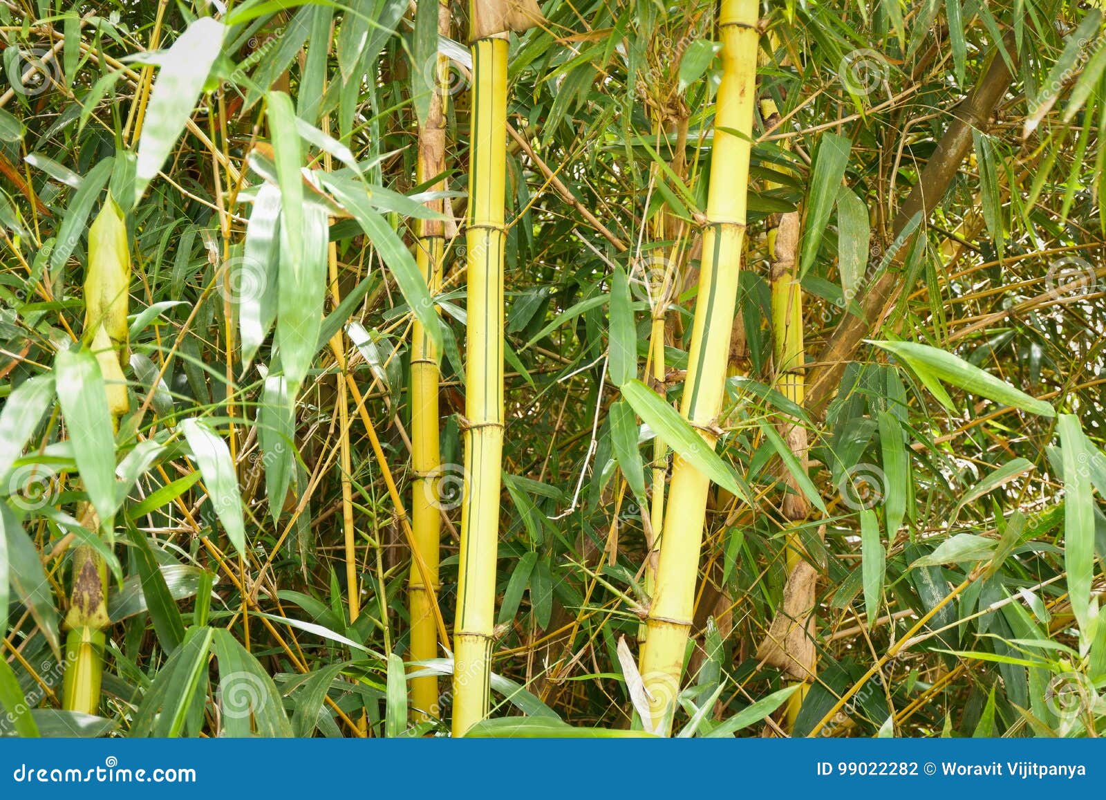 Bamboo yellow stock photo. Image of asian, east, branch - 99022282
