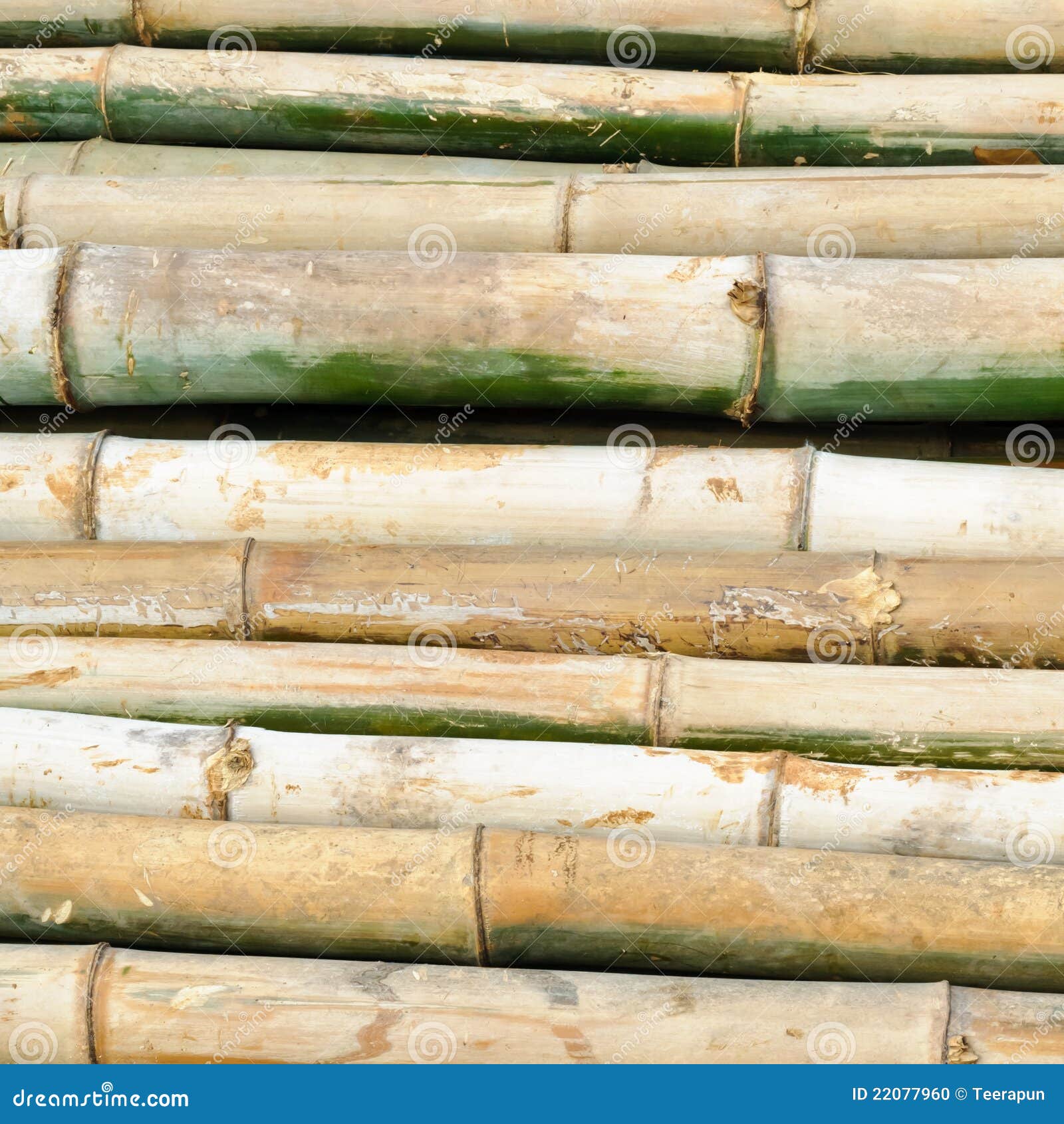 Bamboos stock photo. Image of background, natural, line - 22077960