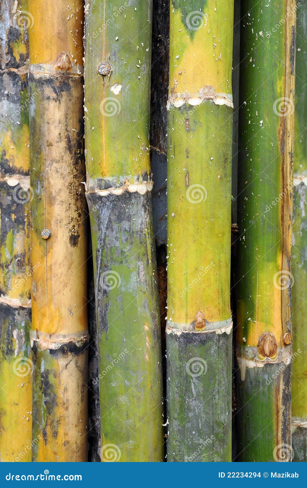 Bamboos stock photo. Image of macro, closeup, bunch, asian - 22234294