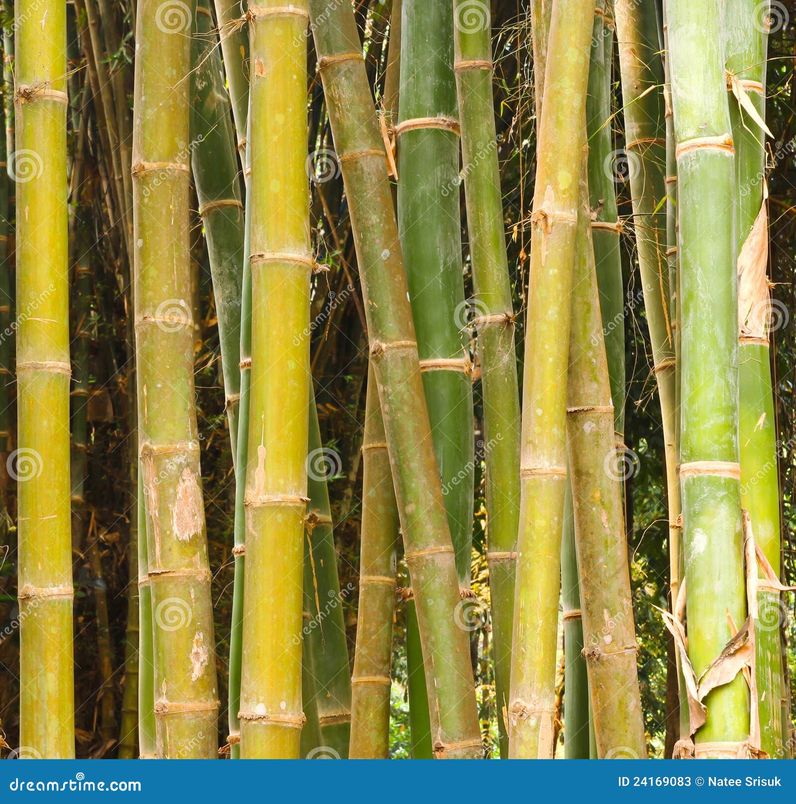 Bamboos stock image. Image of beautiful, tree, asian - 24169083
