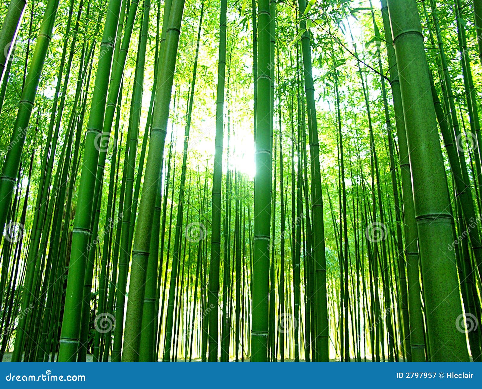 Bamboos Royalty Free Stock Photography - Image: 2797957