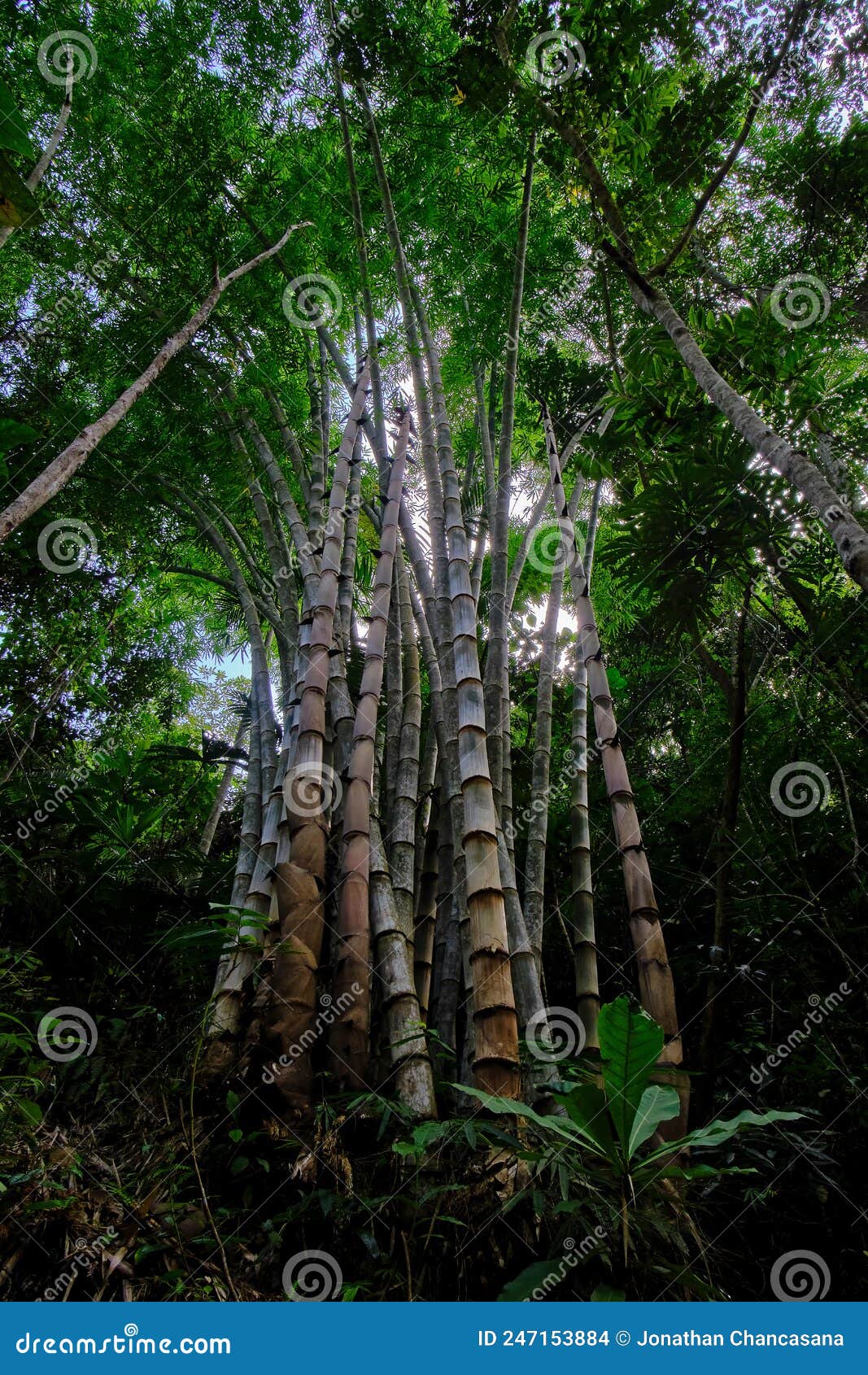 Bamboos Bambuseae stock photo. Image of culm, fresh - 247153884