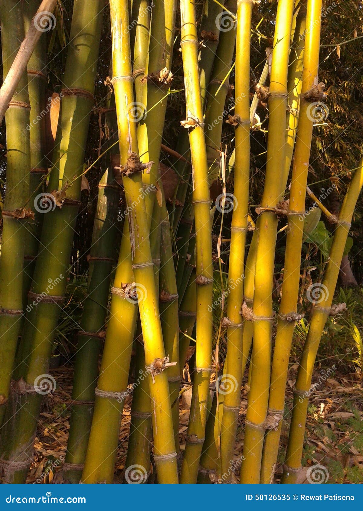 Bamboos stock image. Image of green, light, nature, wood - 50126535