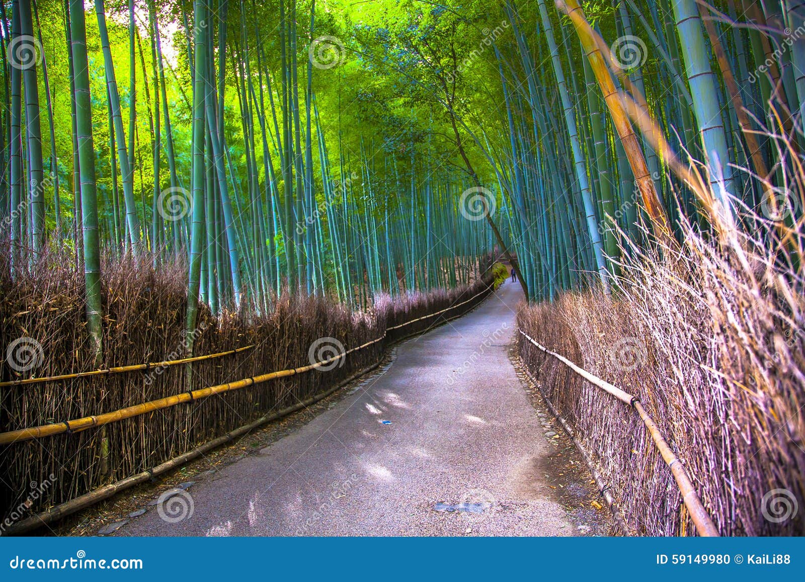 Bamboos of Japan stock photo. Image of plant, perspective - 59149980