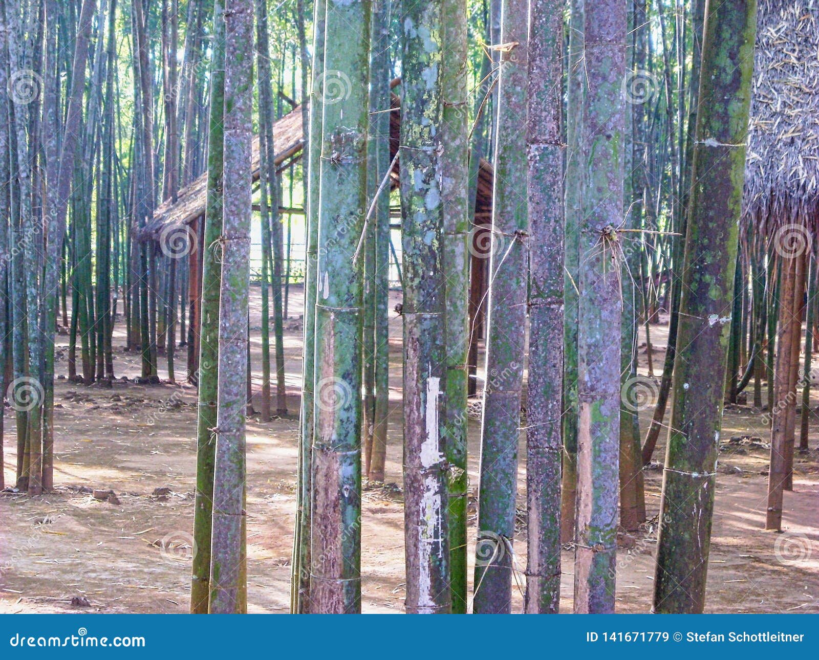 Bamboos woods in a park stock image. Image of asia, narrow - 141671779