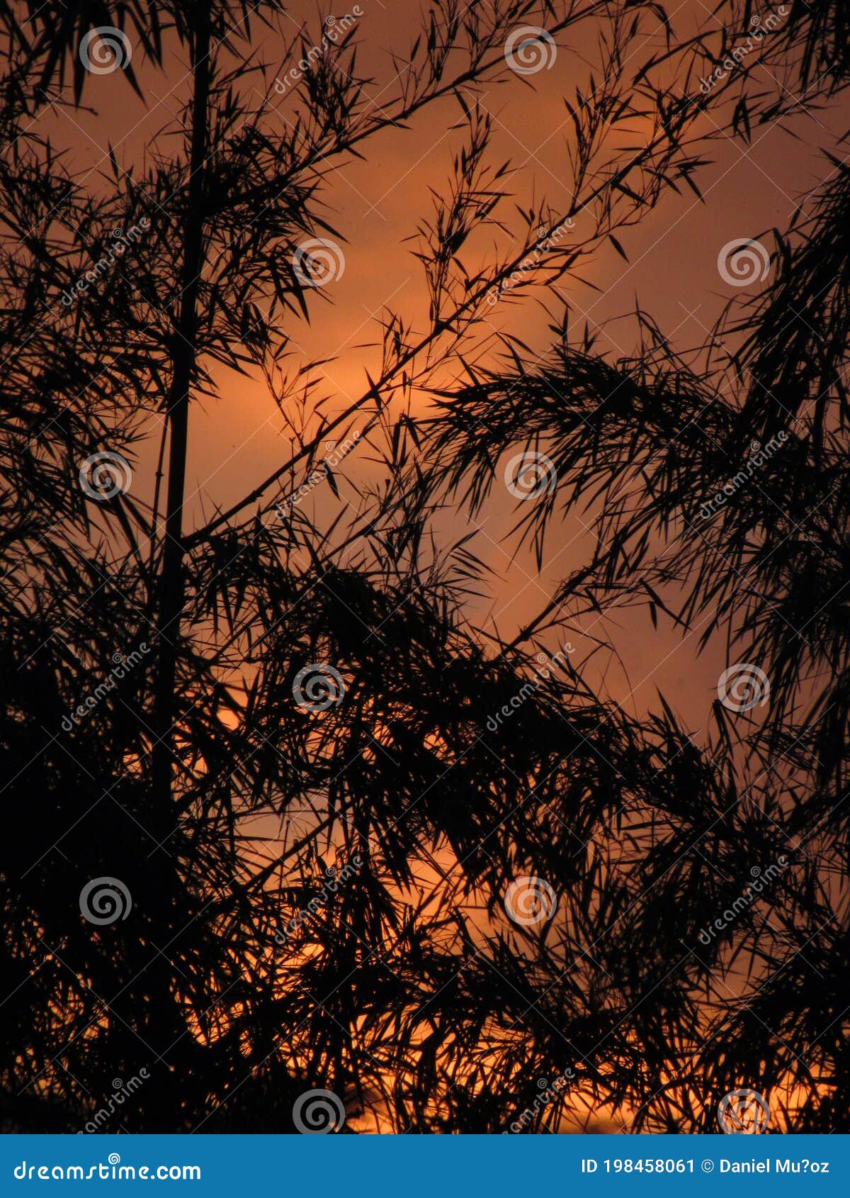 Bamboo sunset stock image. Image of bamboosunset, wallpaper - 198458061