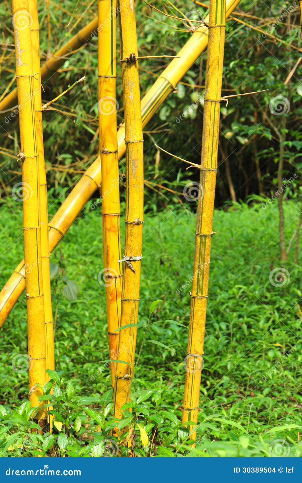 Bambou jaune photo stock. Image du bambou, extérieur - 30389504