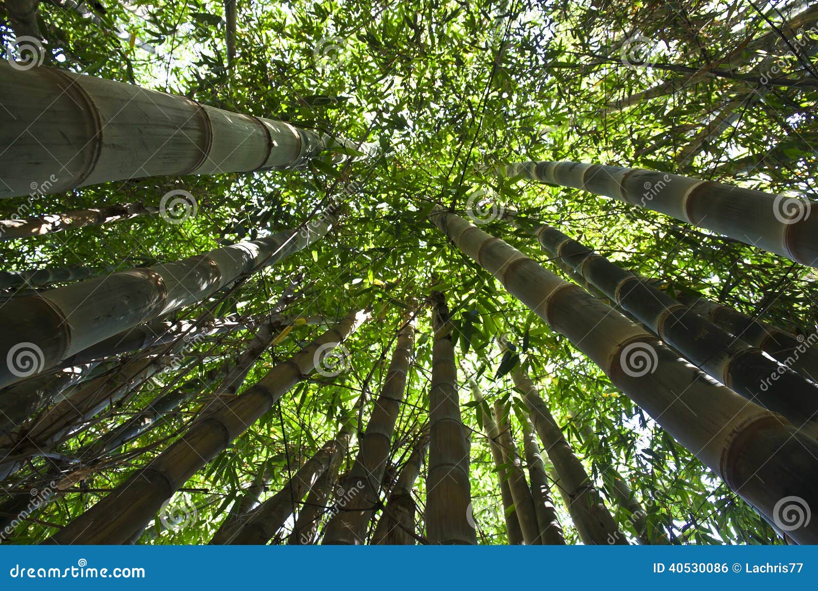 Bambu foto de stock. Imagem de chinês, ecologia, beira - 40530086