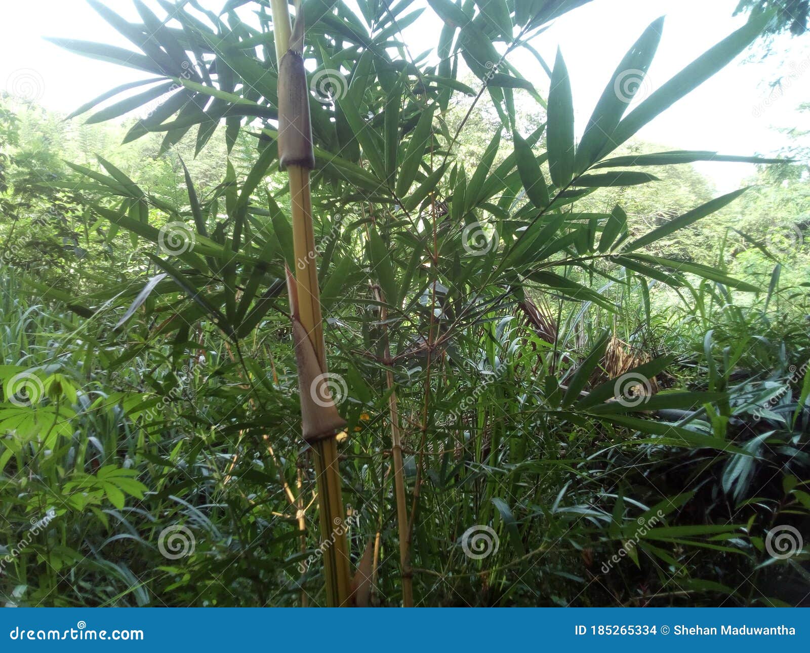 Bambu De Cor Amarela Na Floresta Foto de Stock - Imagem de naughty ...