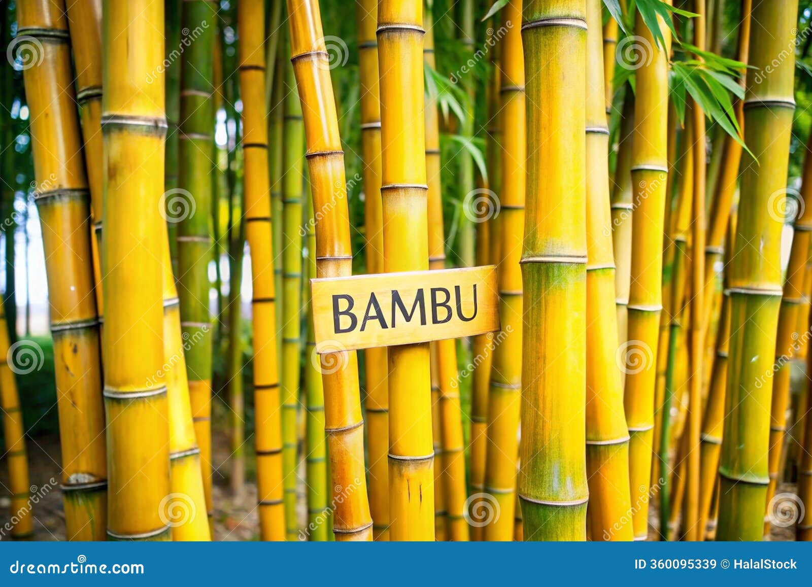 Bambu Kuning Bamboo Cultivated Plant Stock Illustration - Illustration ...