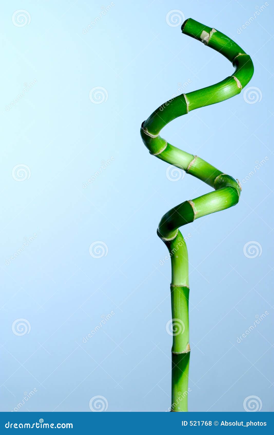 Bambu no azul foto de stock. Imagem de nave, jardim, haste - 521768