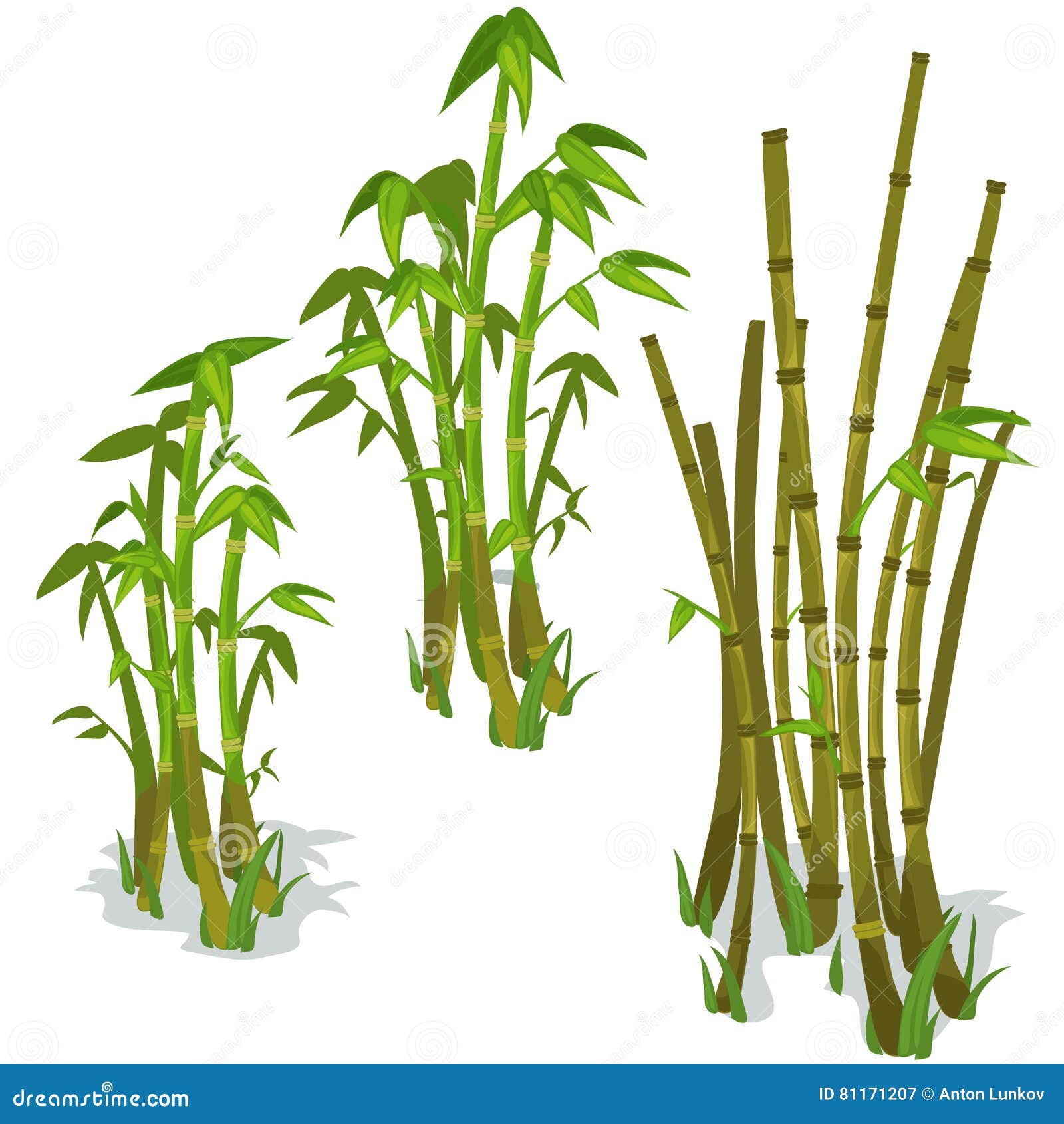 Bambu No Fundo Branco Vetor Isolado Ilustração do Vetor - Ilustração de ...