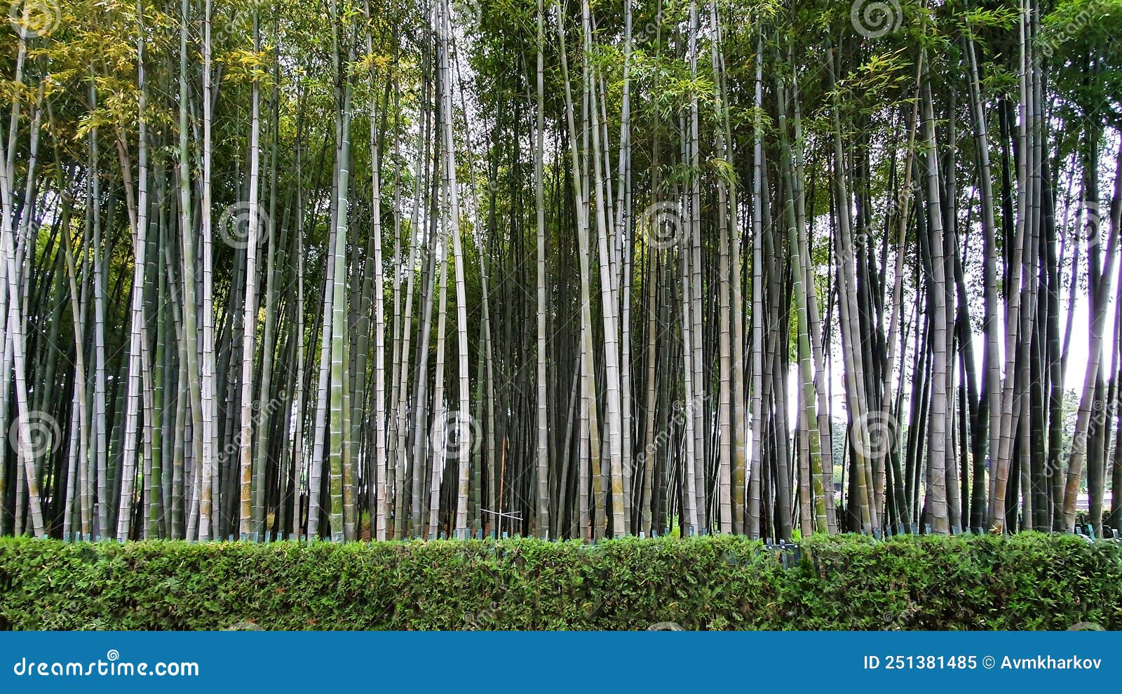 Bambu no parque urbano imagem de stock. Imagem de bosque - 251381485