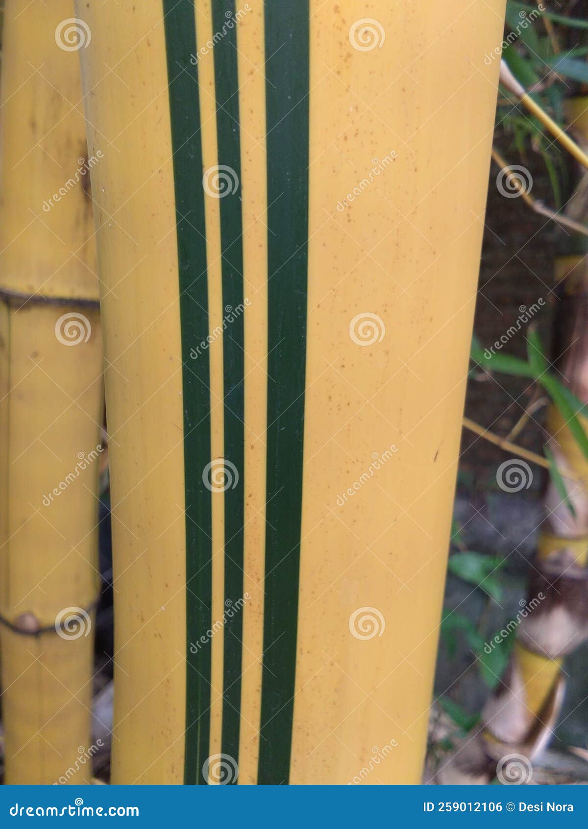 Bambu Ornamental De Cor Amarela E Decorado Com Linhas Verdes No Caule ...