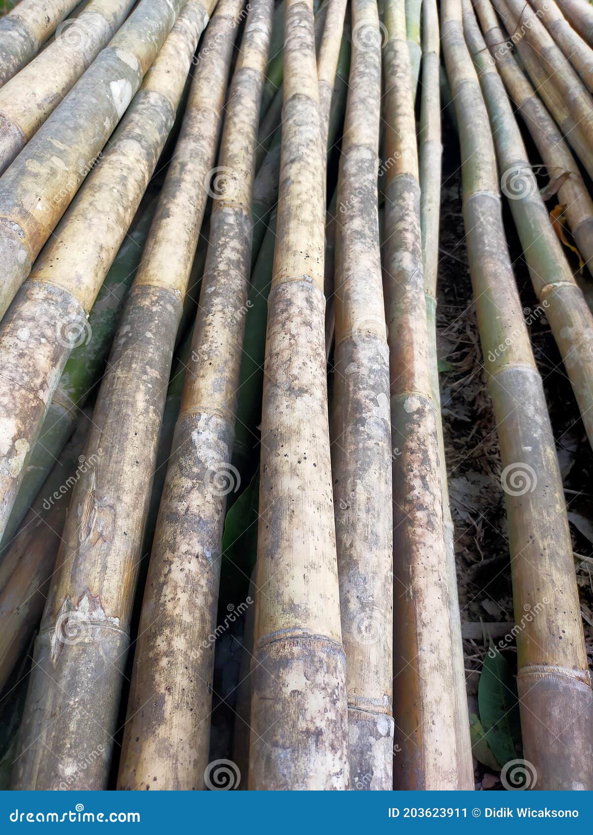 Bambu Seco Com Cor E Textura Naturais Imagem de Stock - Imagem de ...
