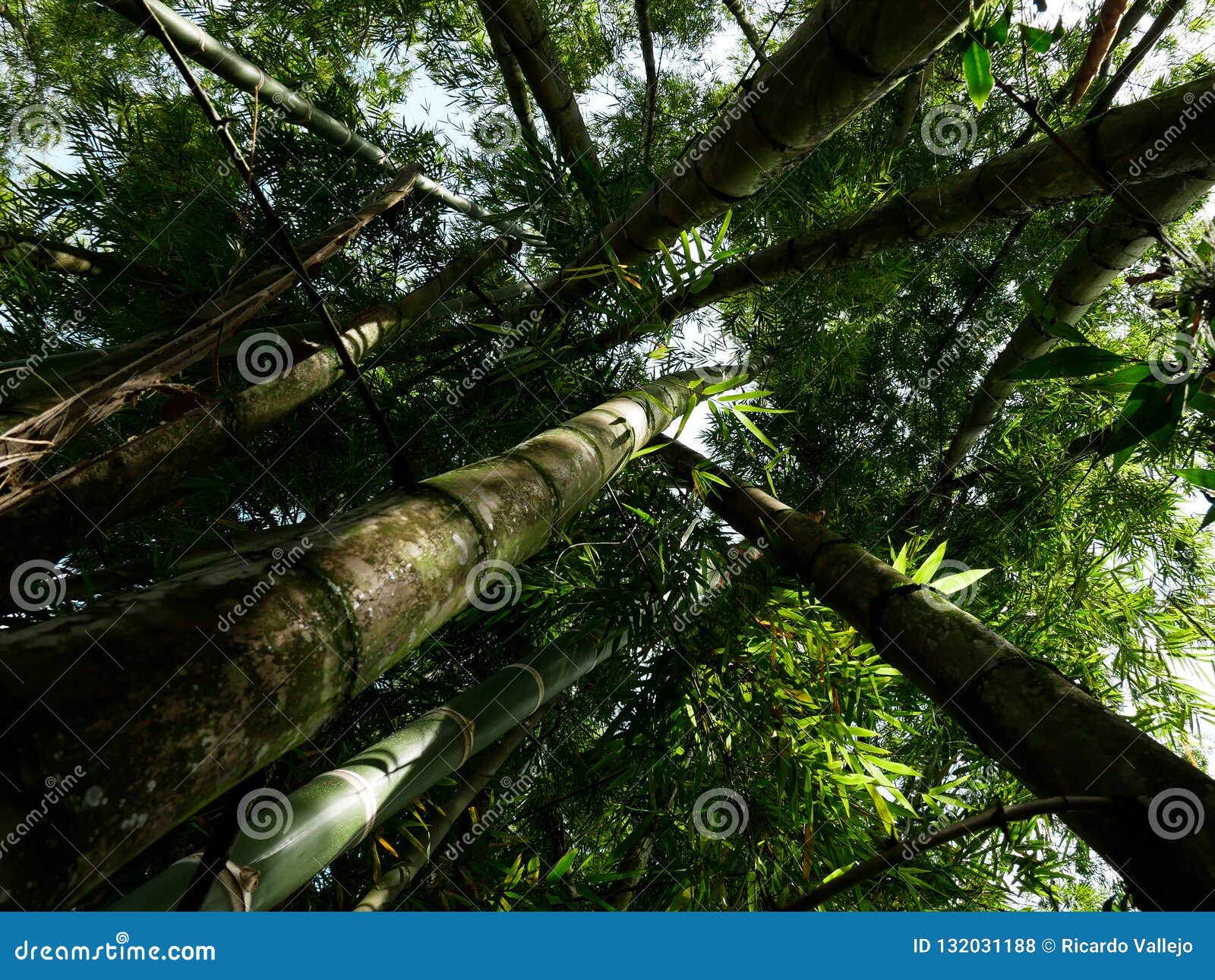 A Bambu Tree Forest from Low Angle View Showing a Vanishing Point Stock ...