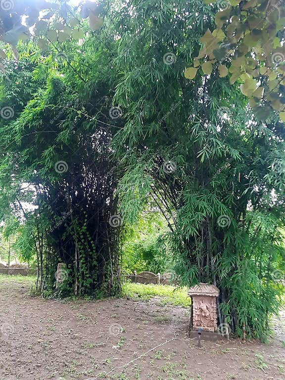 Bambu Tree Natural Greenery Stock Photo - Image of tree, natural: 332387130