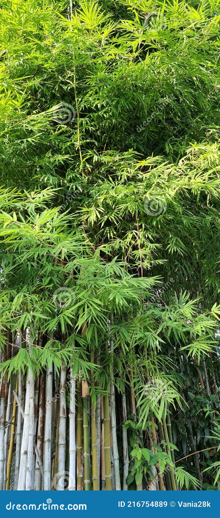 Bambusa Vulgaris or Common Bamboo Stock Image - Image of evergreen ...