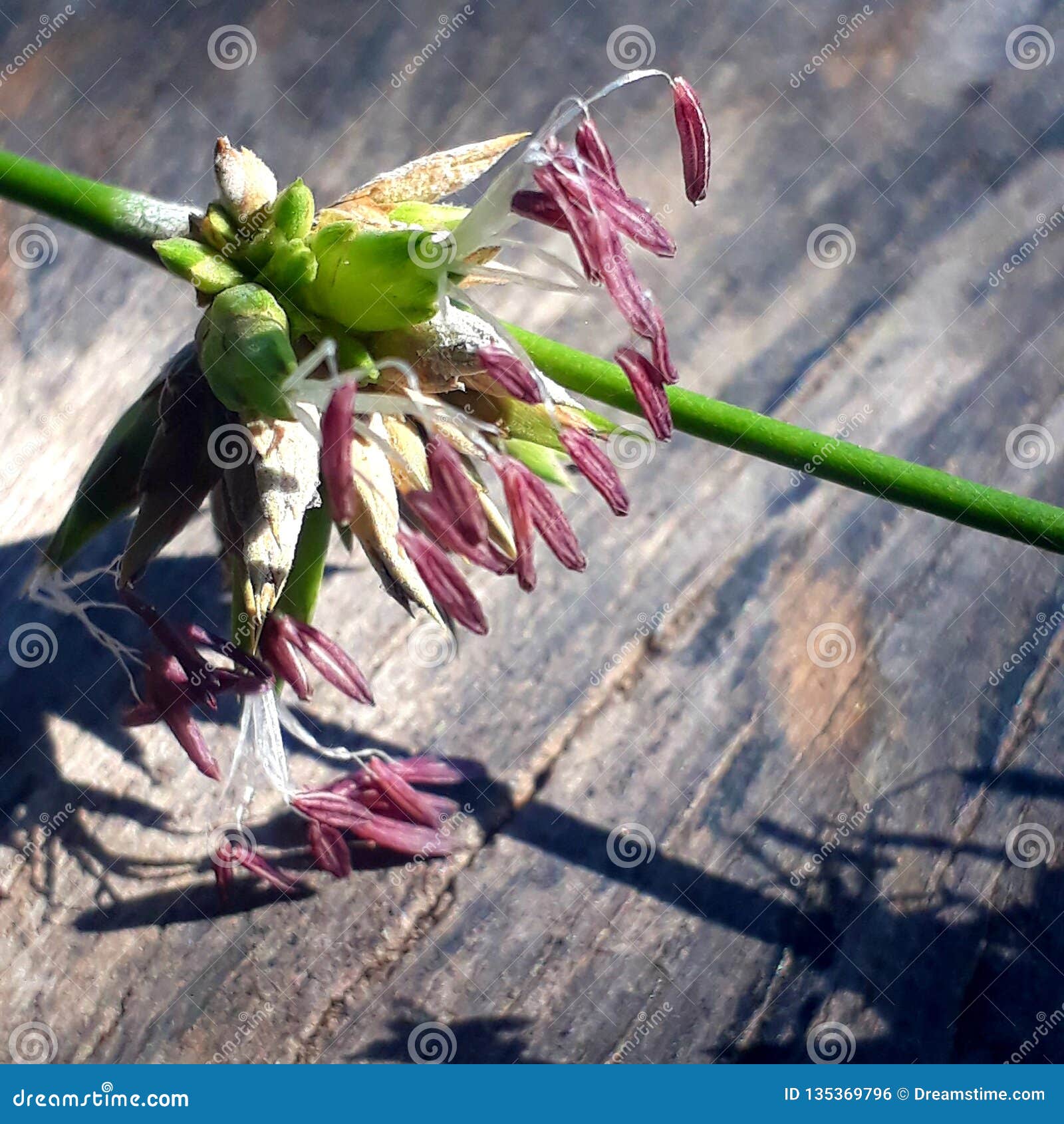 Bambusblume stockfoto. Bild von blumen, blume, bambus - 135369796