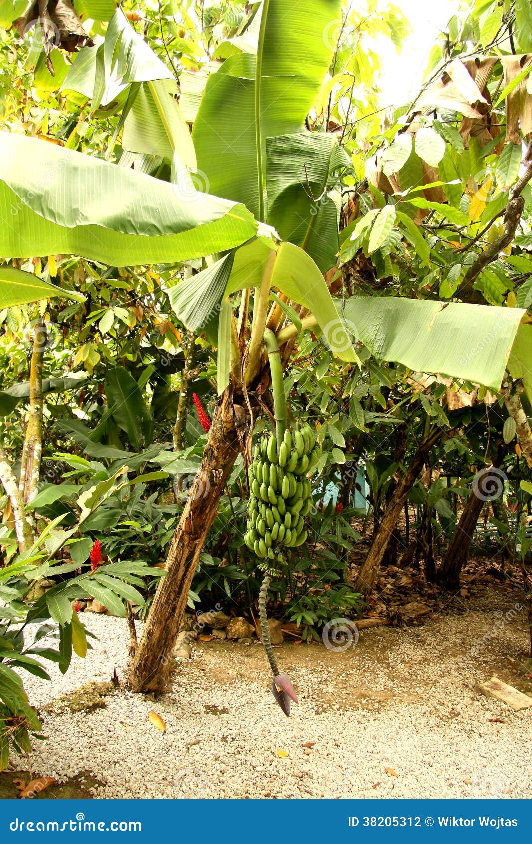 Banaanboom stock foto. Image of verticaal, vrucht, typisch - 38205312