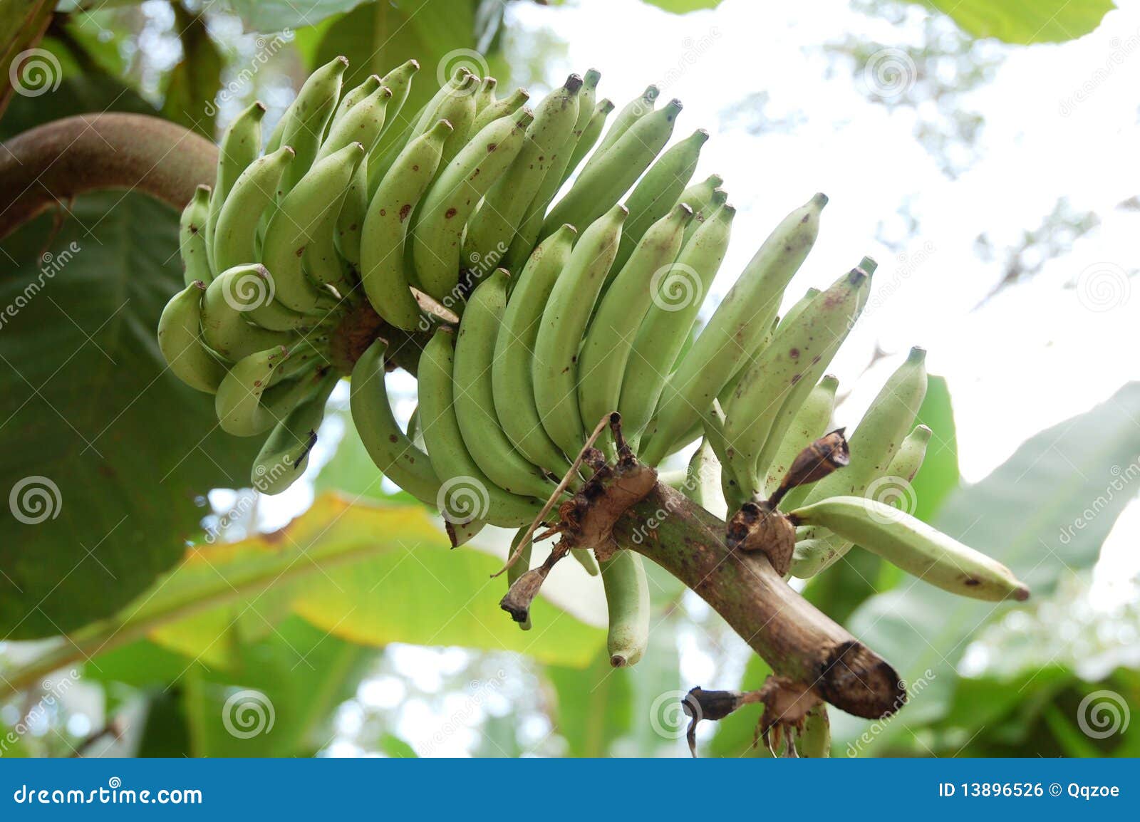 Banan zdjęcie stock. Obraz złożonej z ładowny, tropikalny - 13896526