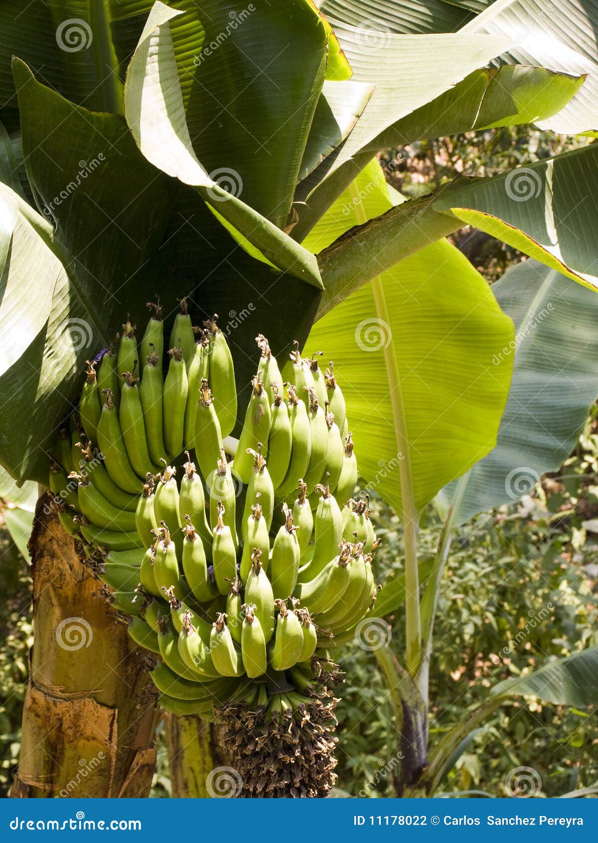 Banana stock photo. Image of uncooked, vegetarian, ingredient - 11178022