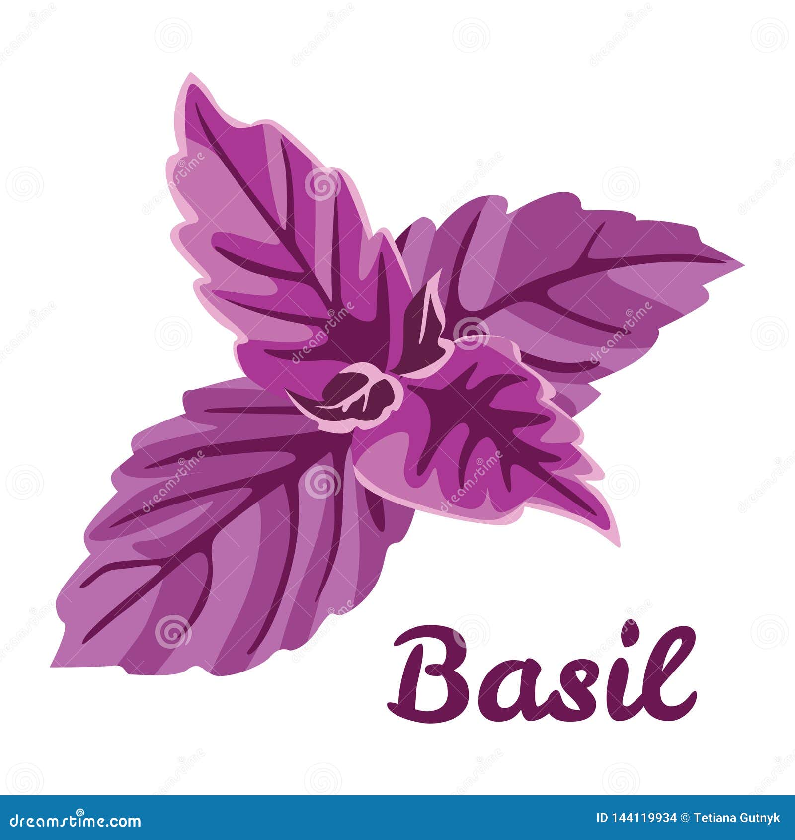 Vector Leaves of Purple Basil Isolated on White Background. Stock ...