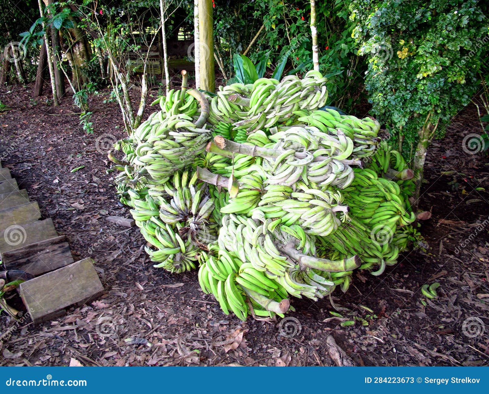 The Banana in Amazon River in Peru, South America Stock Image - Image ...