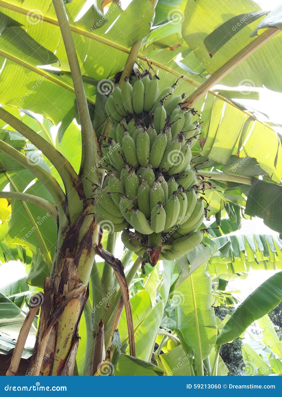 Banana stock photo. Image of neture, green, forest, babana - 59213060