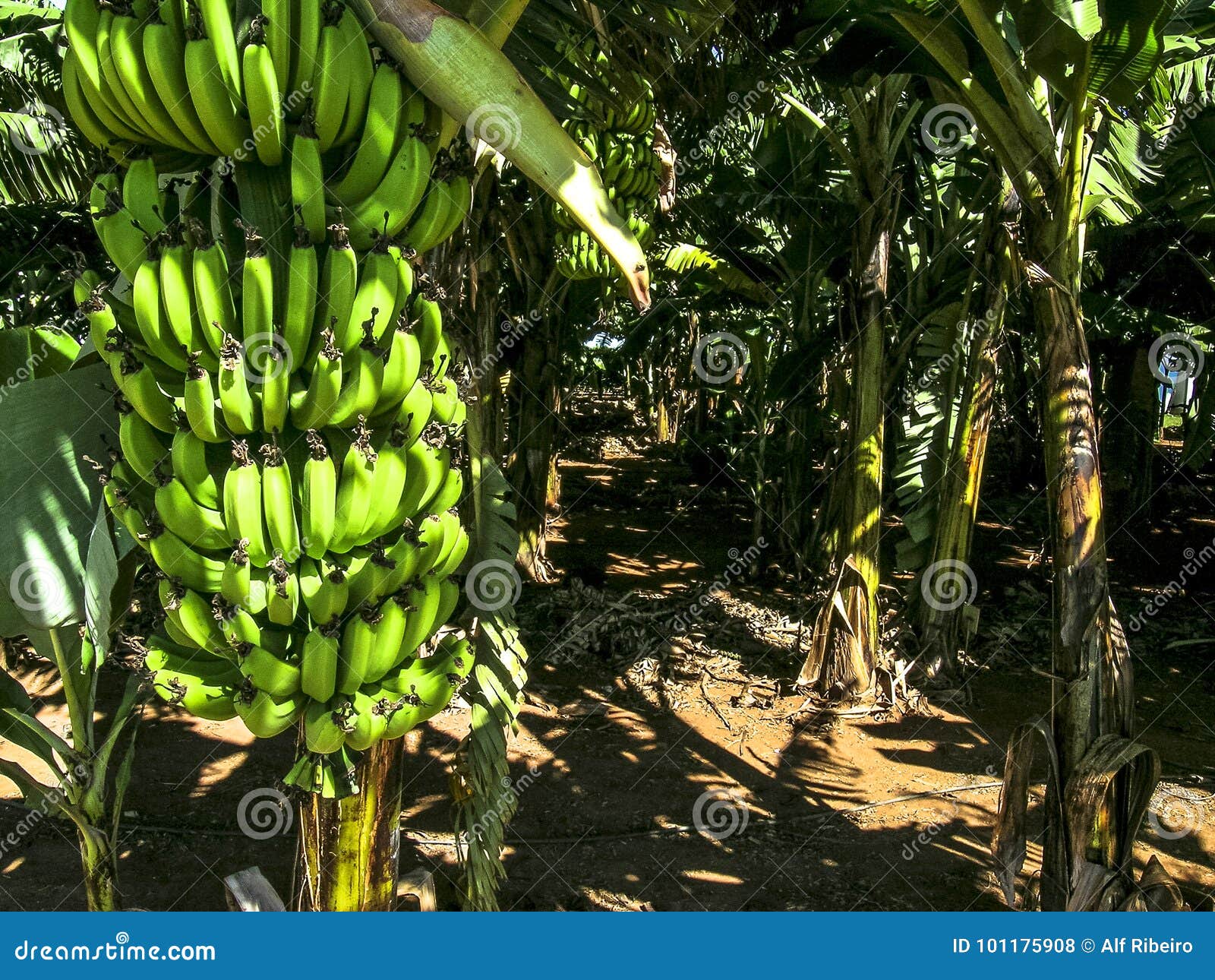 Banana stock photo. Image of banana, field, plantation - 101175908